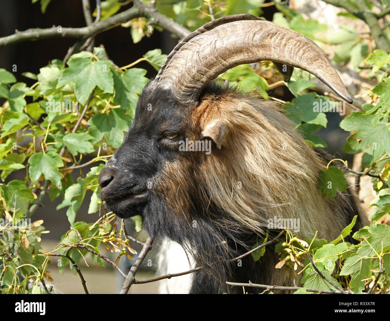 Billy goat sheep hi-res stock photography and images - Alamy