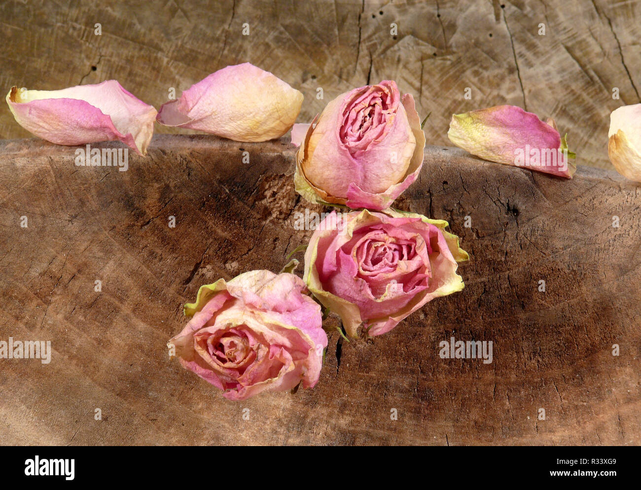 Decayed roses hi-res stock photography and images - Alamy