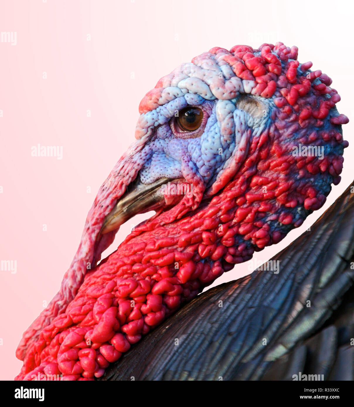 Profile ornaments hi-res stock photography and images - Alamy