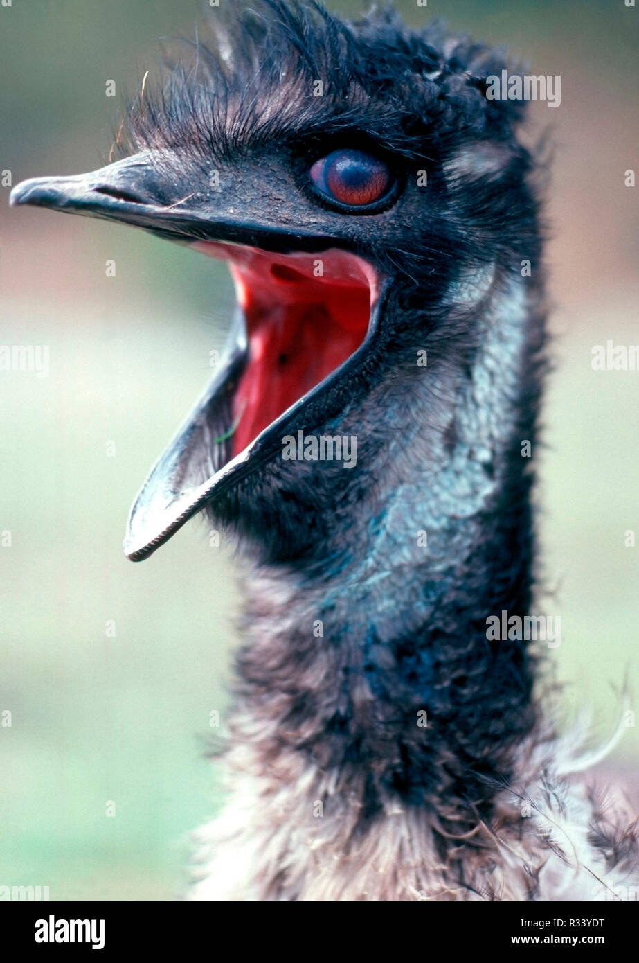 Grassland close hi-res stock photography and images - Alamy