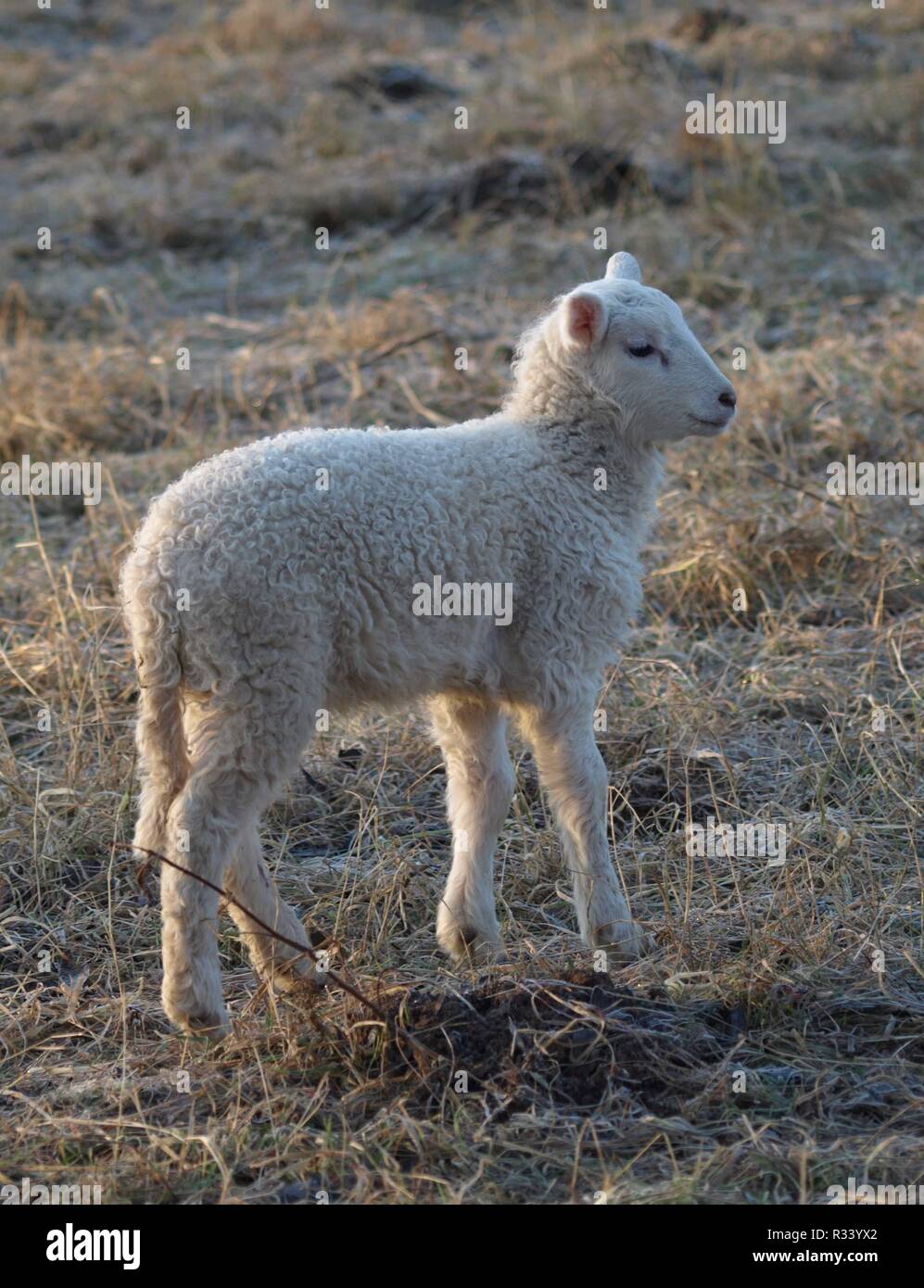 Schafweiden hi-res stock photography and images - Alamy