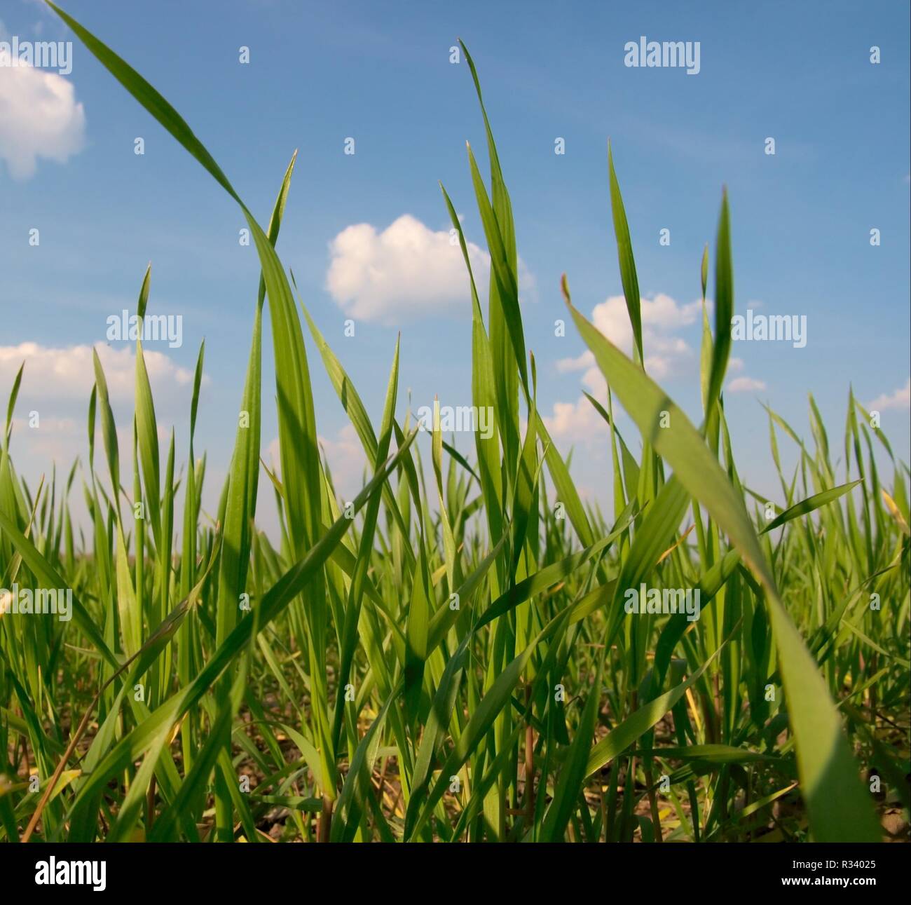 Plough fish hi-res stock photography and images - Alamy