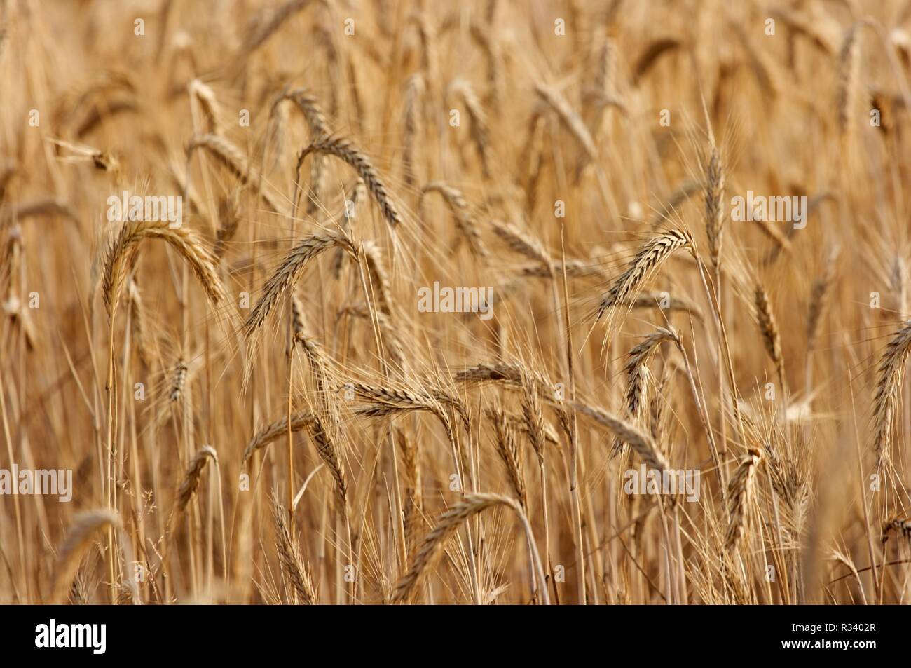 Deep golden yellow ground hi-res stock photography and images - Alamy