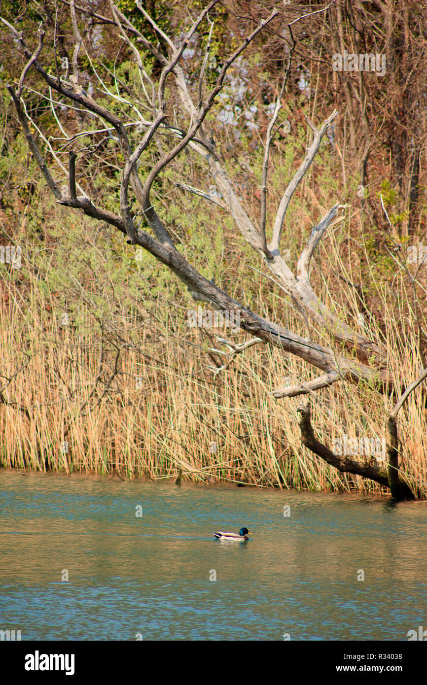 Timavo river hi-res stock photography and images - Alamy