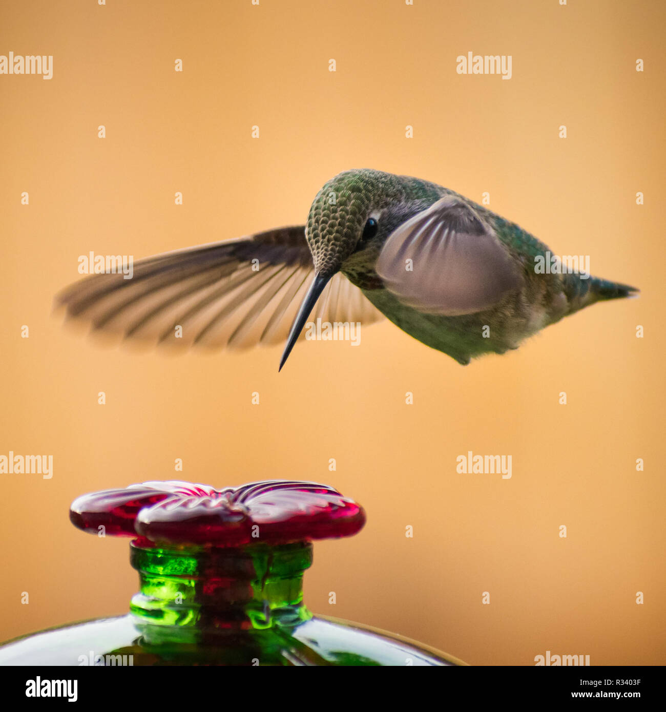 Hummingbird flapping wings hi-res stock photography and images - Alamy