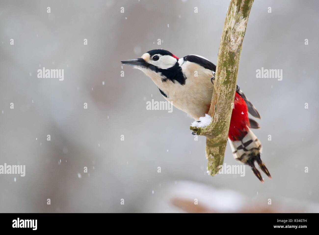 Buntspecht profil hi-res stock photography and images - Alamy