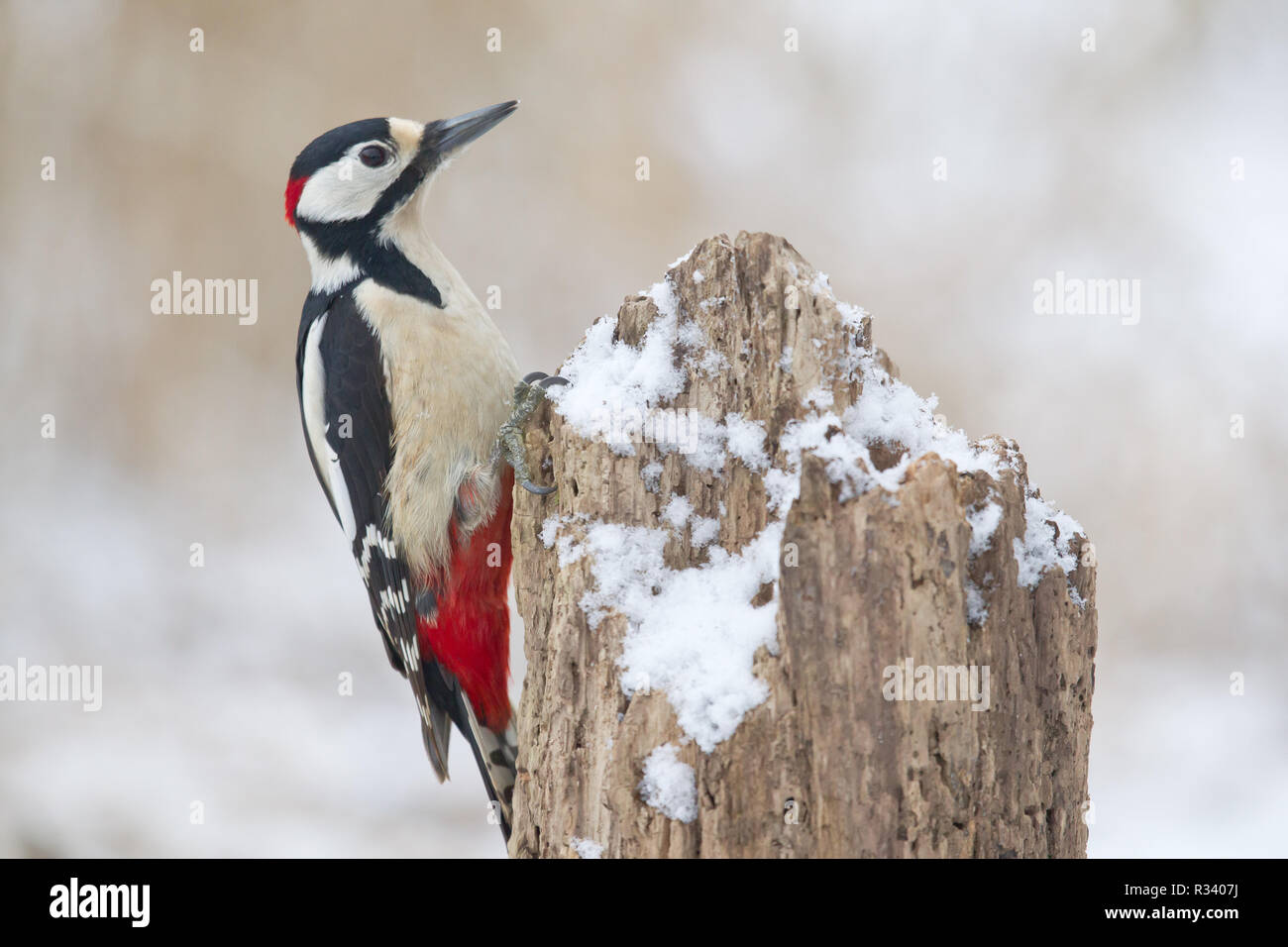 Buntspecht profil hi-res stock photography and images - Alamy