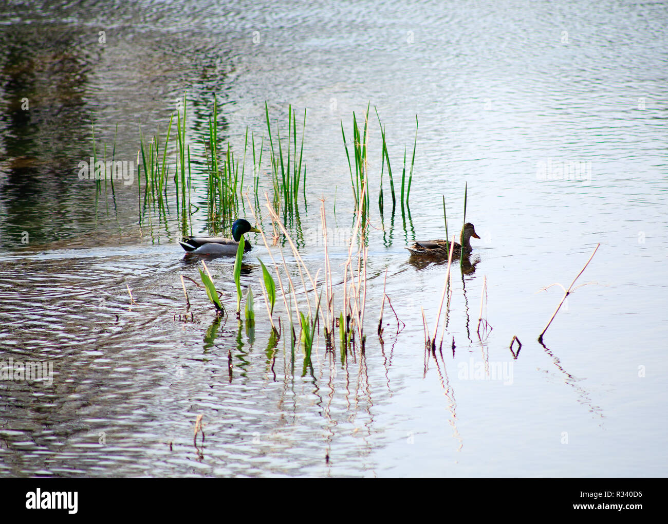 Timavo river hi-res stock photography and images - Alamy