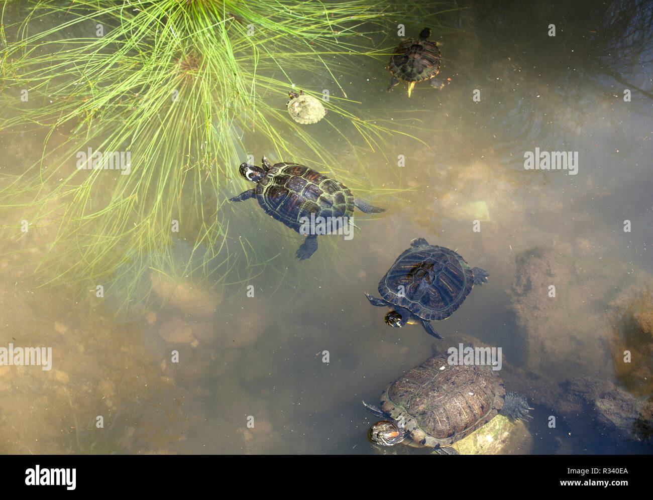 Algae armor hi-res stock photography and images - Alamy