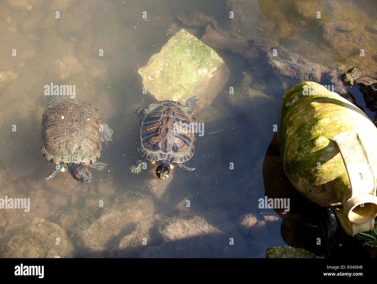 Algae armor hi-res stock photography and images - Alamy
