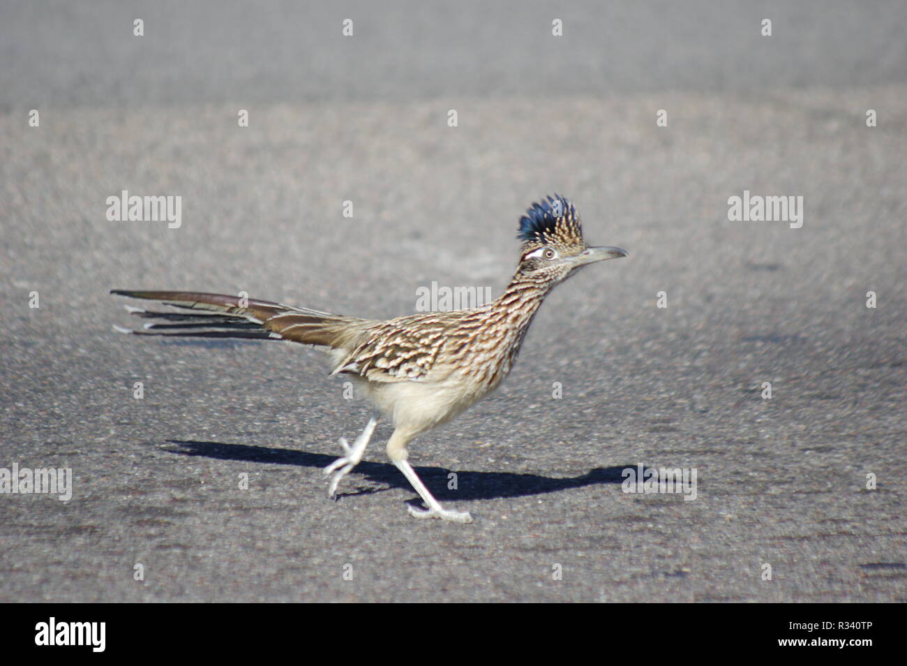 Roadrunner hi-res stock photography and images - Alamy