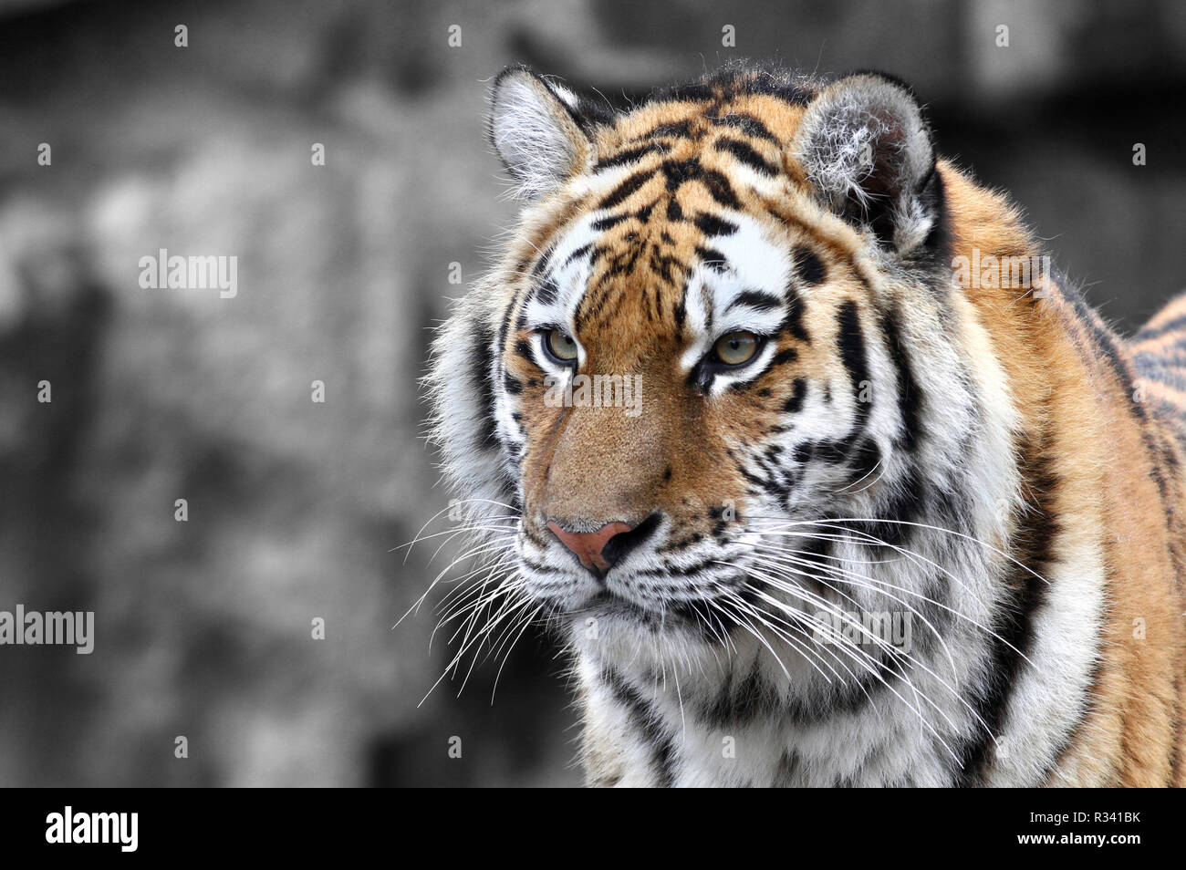 panthera tigris - the tiger Stock Photo - Alamy
