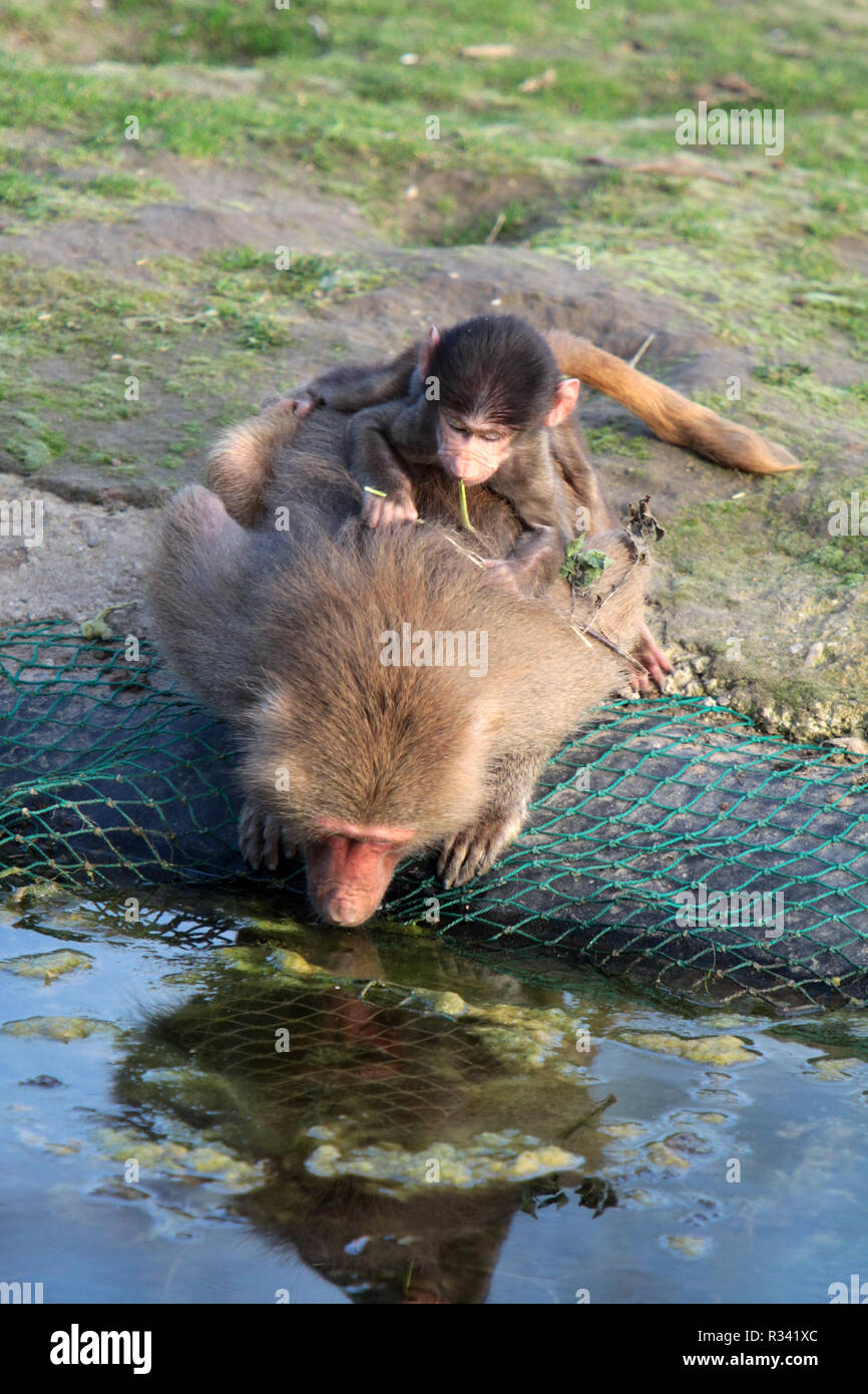 mantle baboon with cub Stock Photo - Alamy