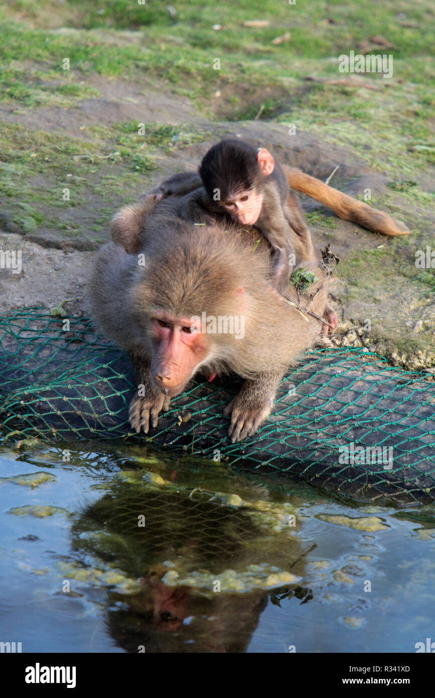 mantle baboon with cub Stock Photo - Alamy