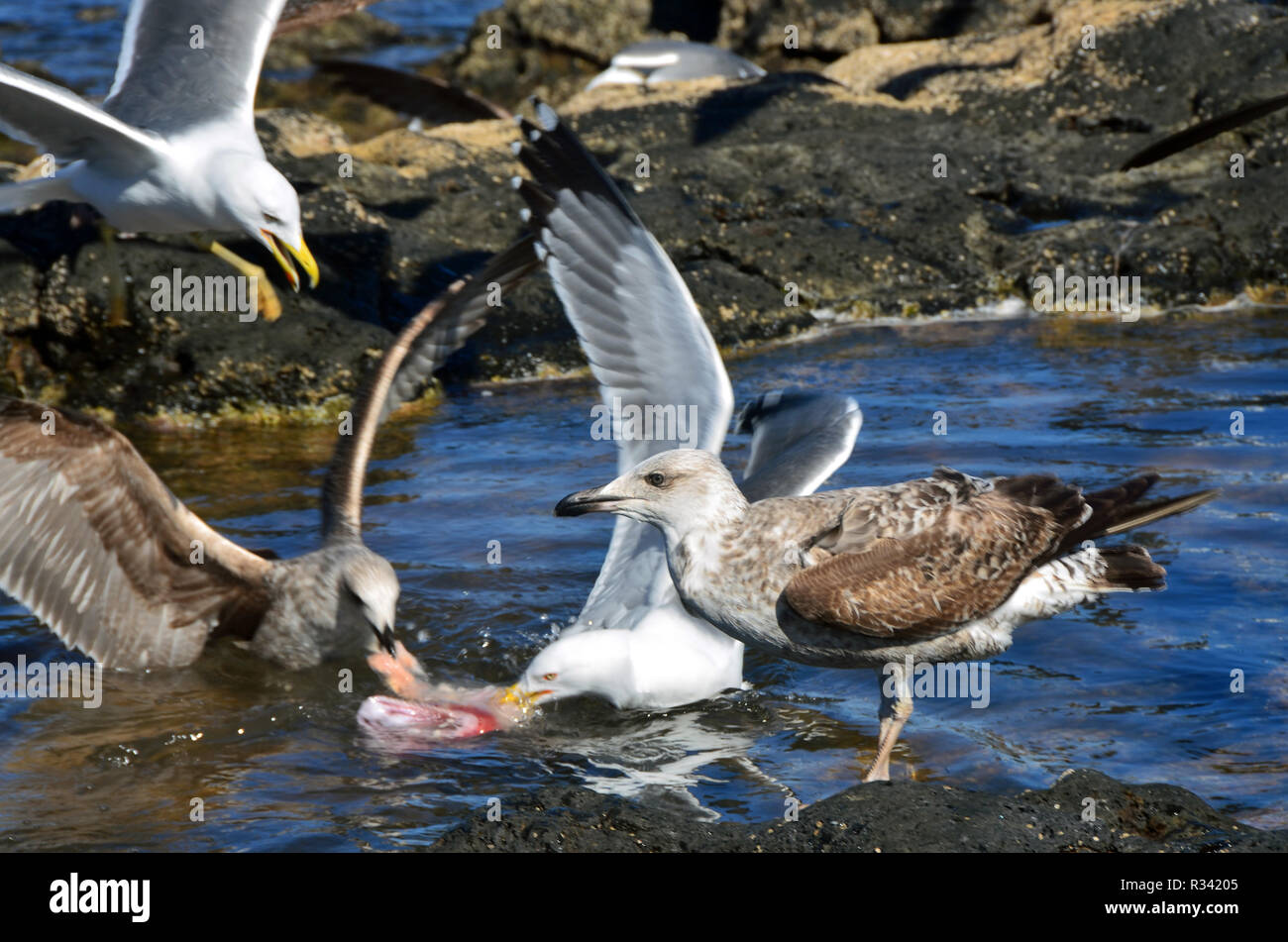 Ravenous bird hi-res stock photography and images - Alamy