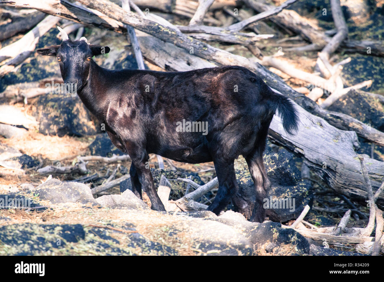 Goat legs hi-res stock photography and images - Alamy