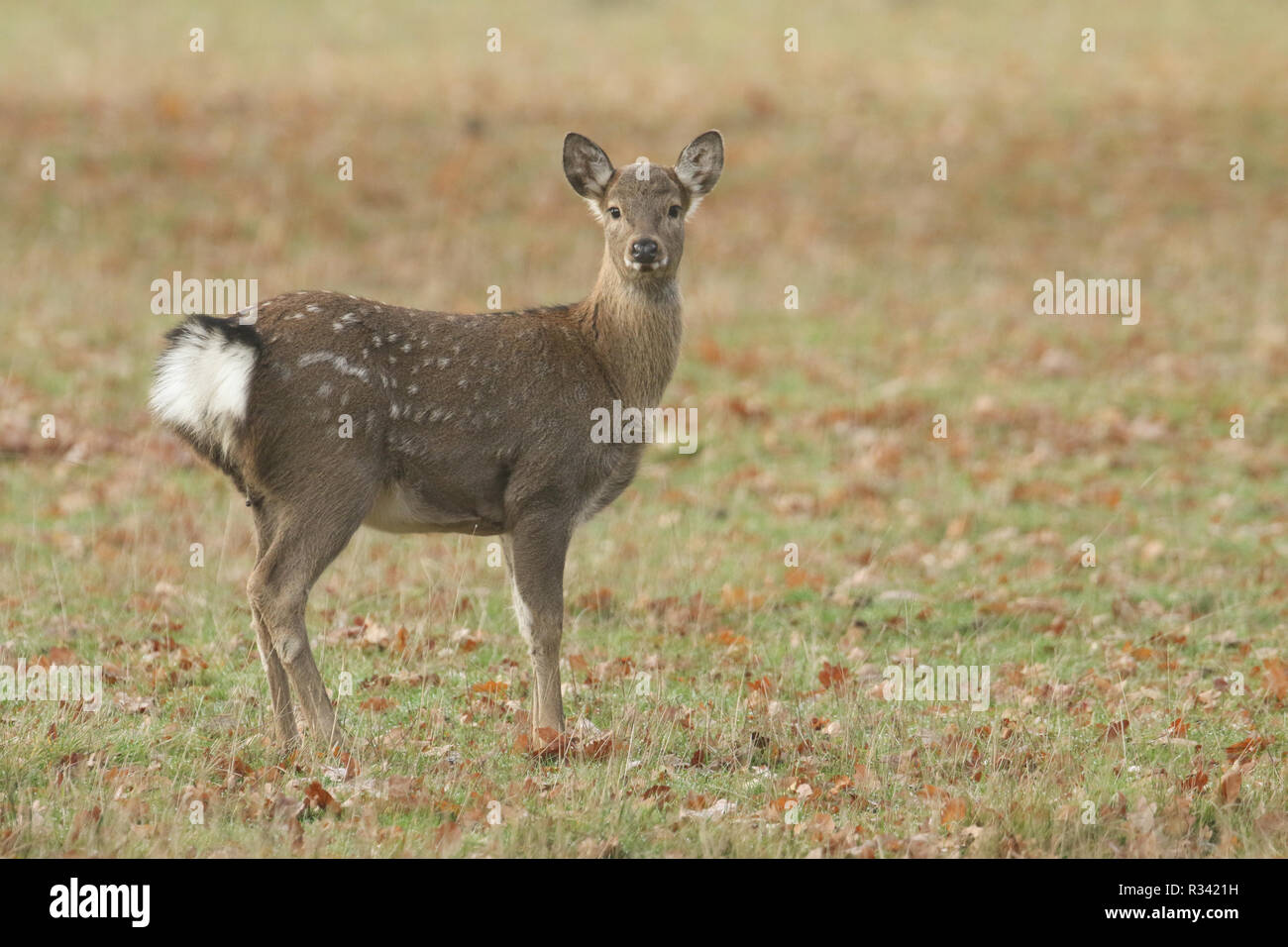 A cute young Manchurian Sika Deer or Dybowski's Sika Deer (Cervus ...