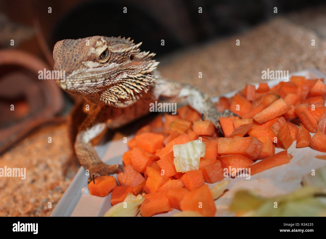 Bartagame hi-res stock photography and images - Alamy