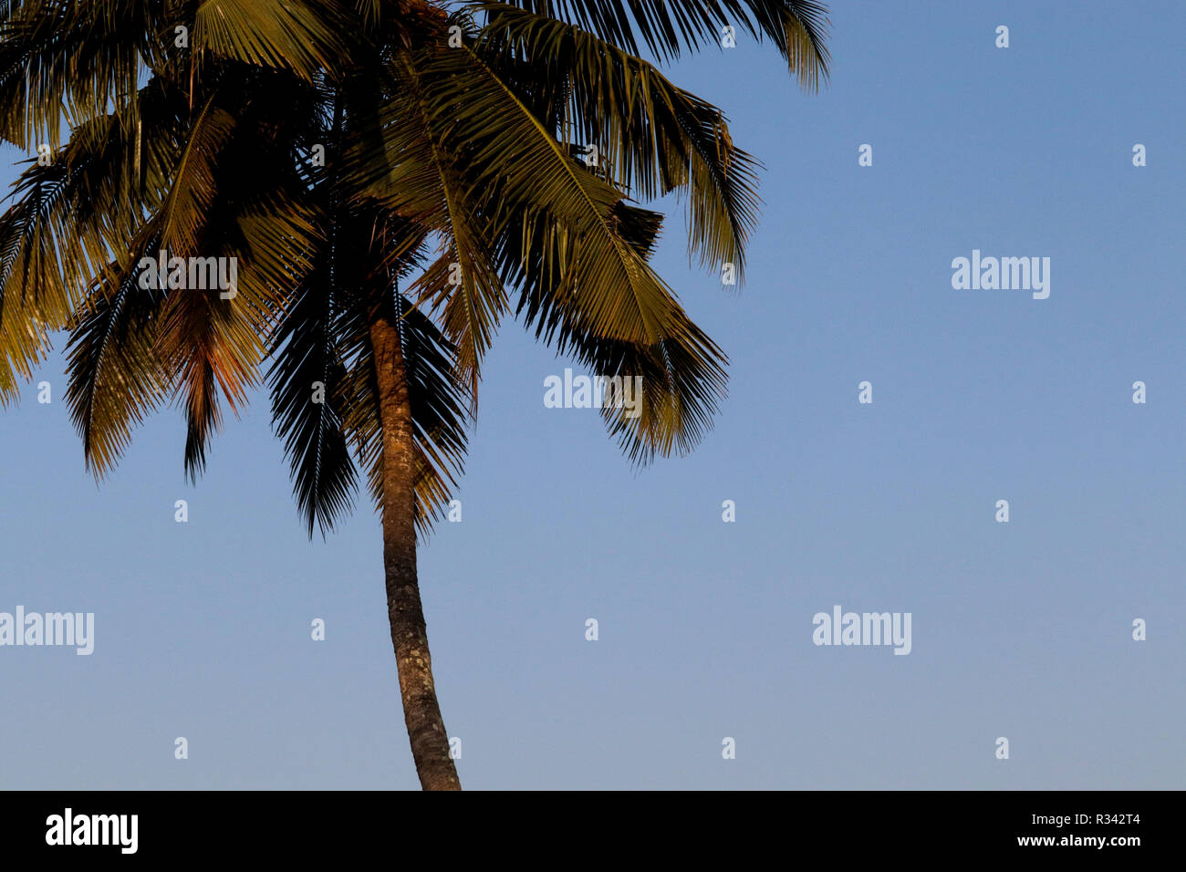 Dark tree shade hi-res stock photography and images - Alamy