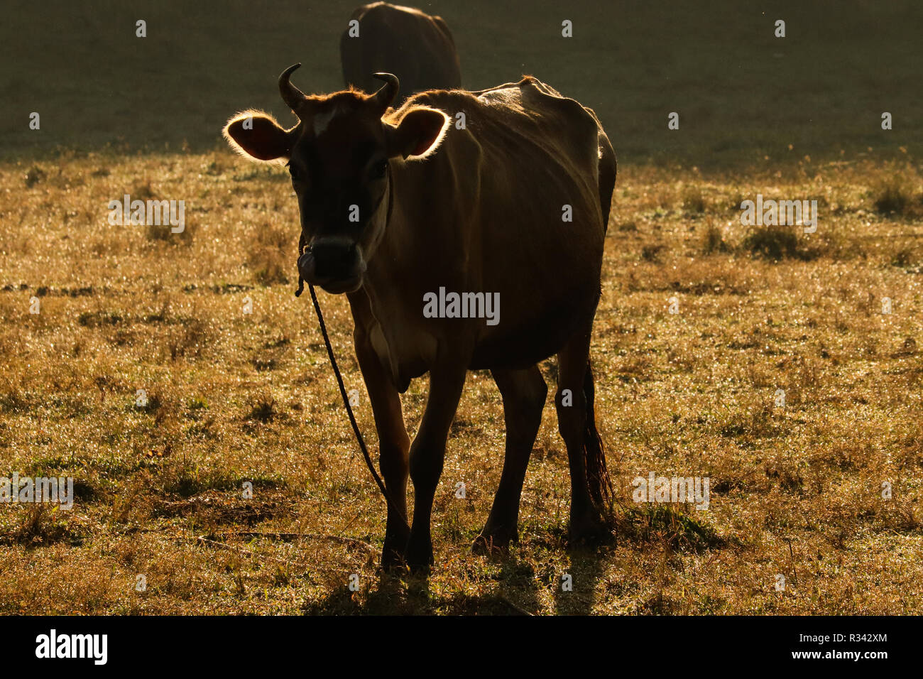 Cow with big ears hi-res stock photography and images - Alamy