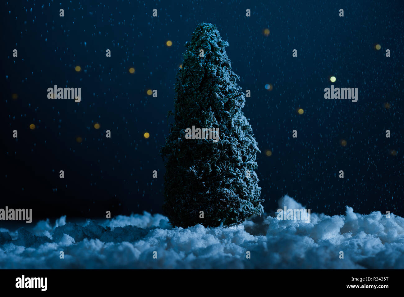 Close up miniature fir hi-res stock photography and images - Alamy