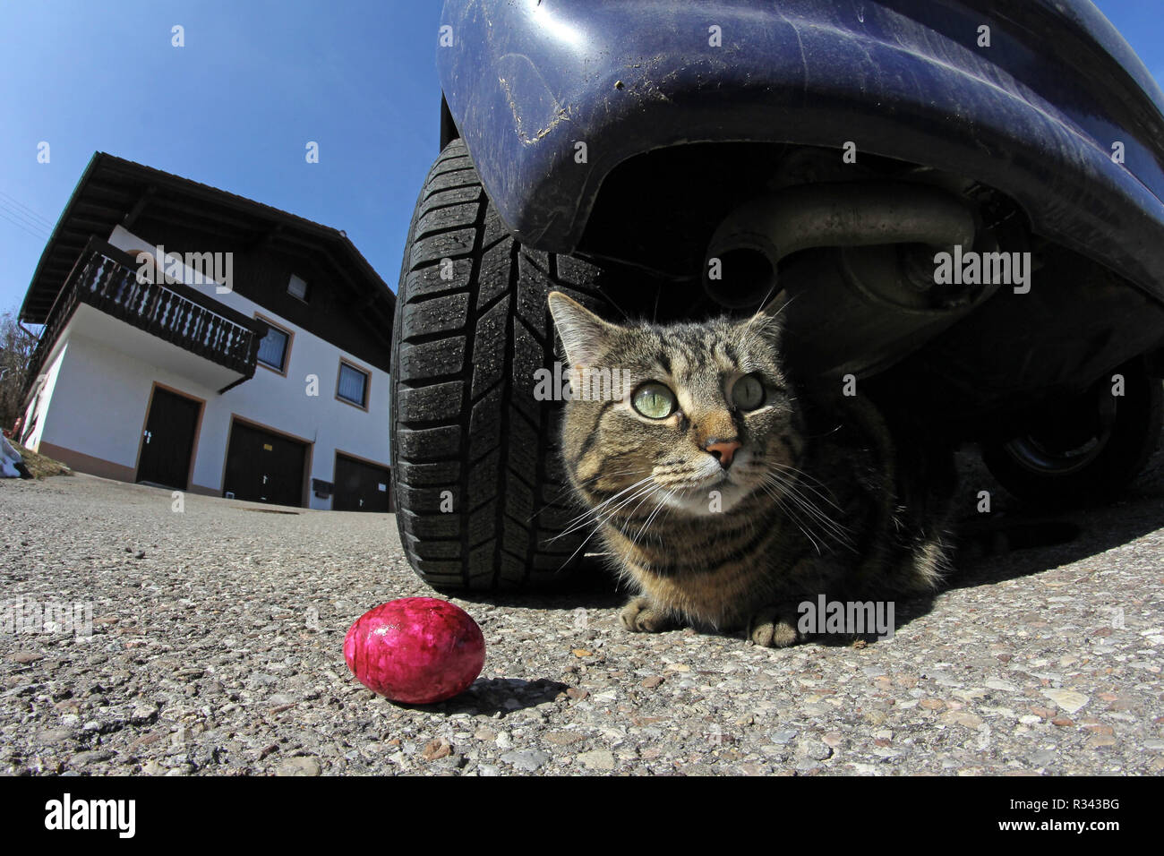Easter bunny egg run hi-res stock photography and images - Alamy