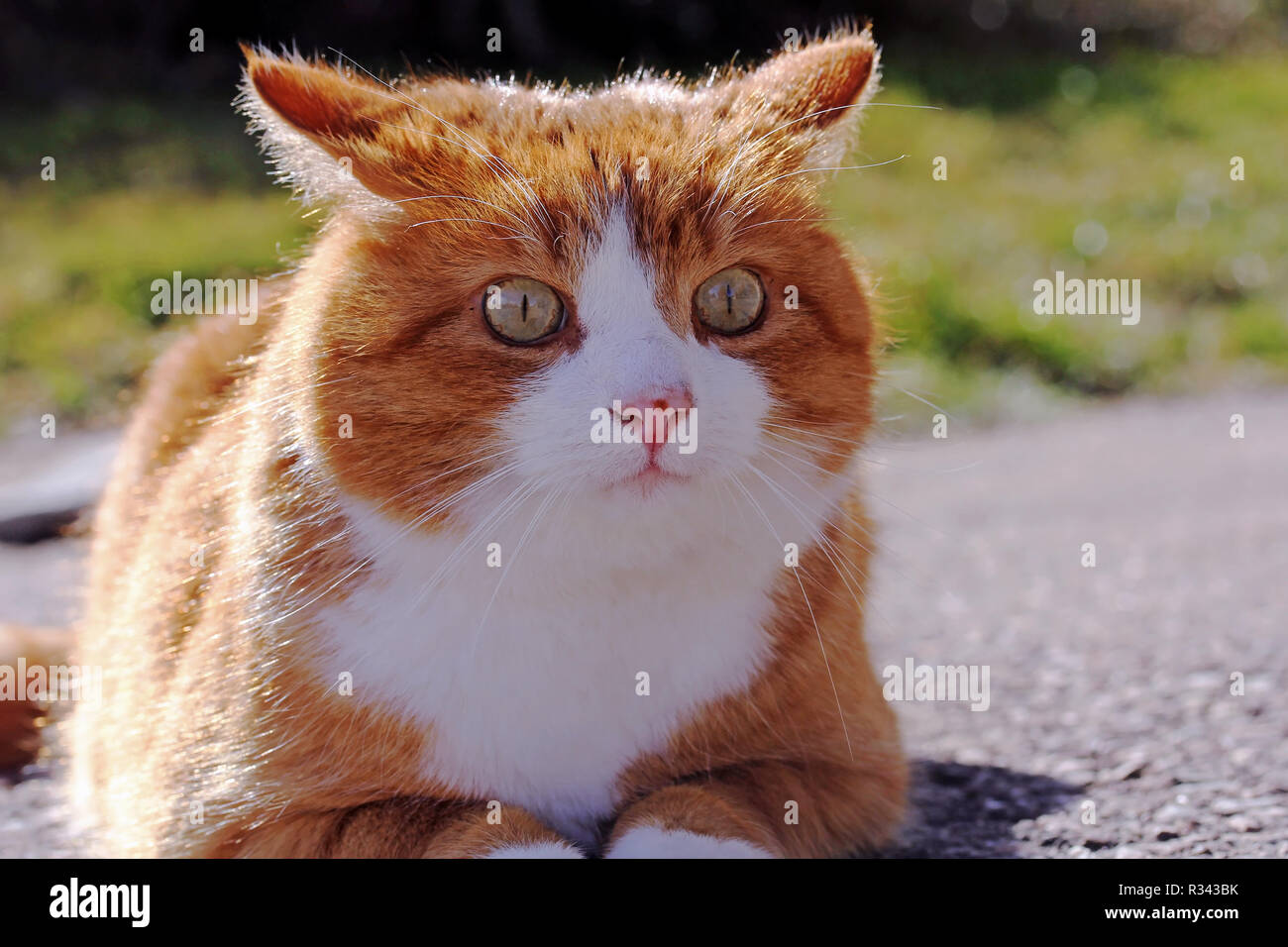 an angry red cat Stock Photo - Alamy