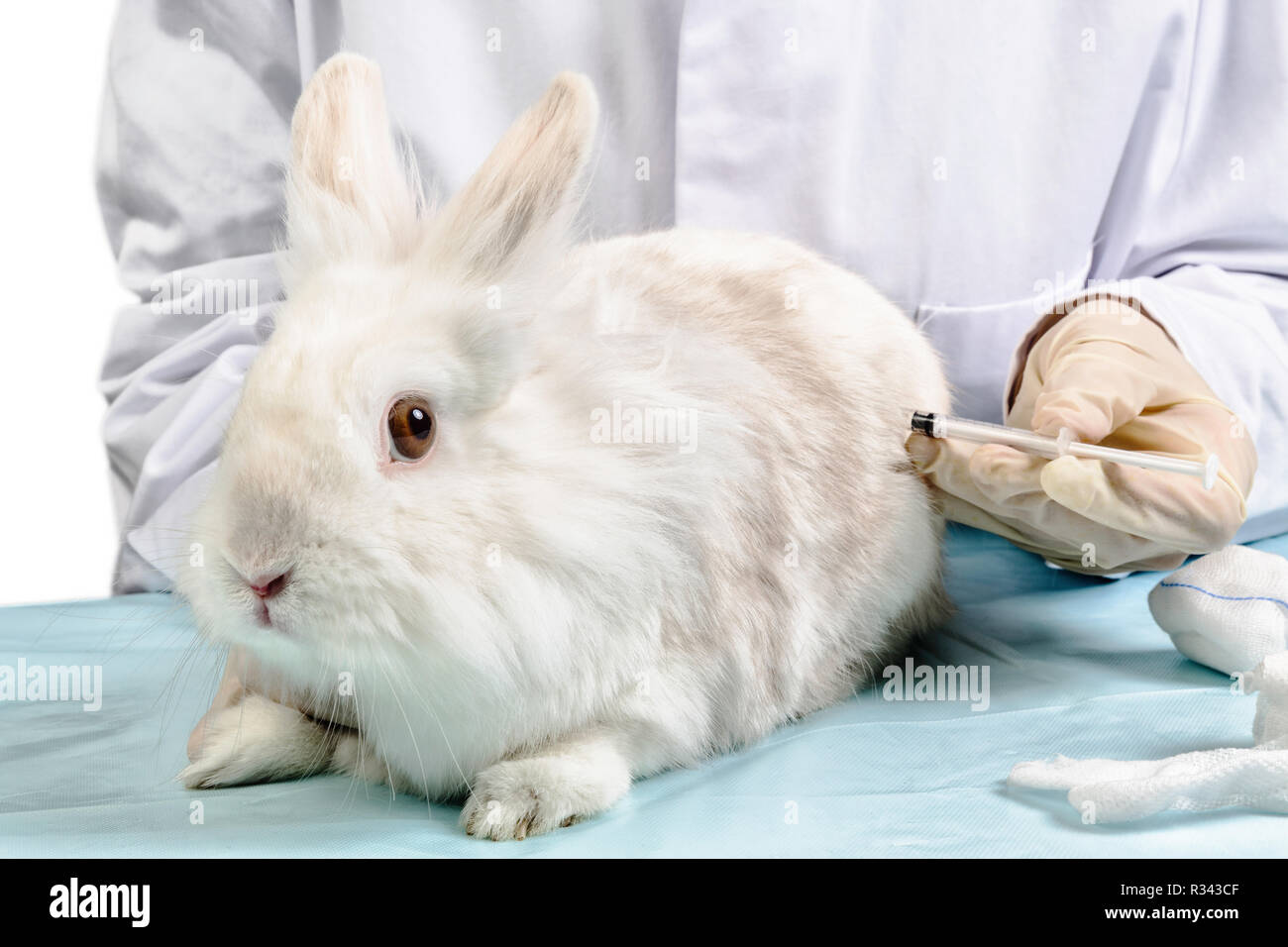 enter veterinarian in treating rabbits at syringe Stock Photo - Alamy