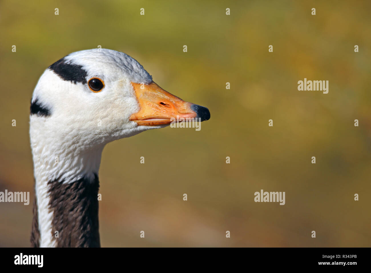 Indian goose hi-res stock photography and images - Alamy