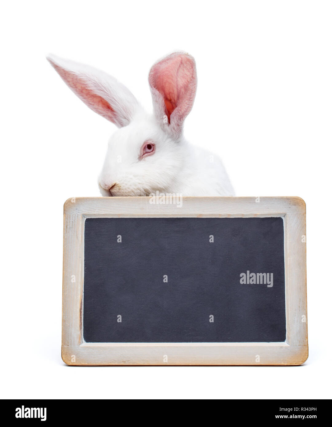 Pendulous ears Cut Out Stock Images & Pictures - Alamy