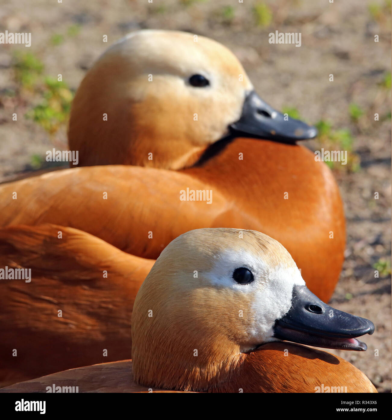 Rostgelb hi-res stock photography and images - Alamy