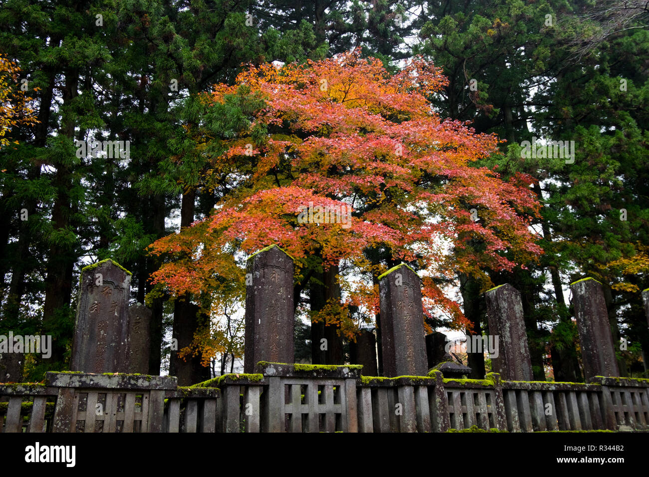Beautiful orange fall color in front of stone markers at the Tobiishi ...