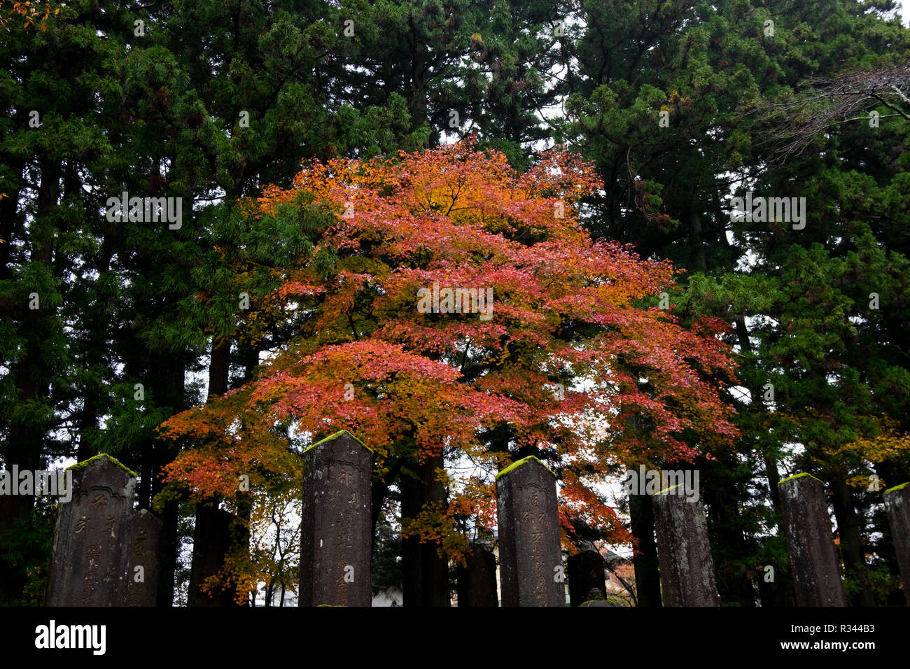 Beautiful orange fall color in front of stone markers at the Tobiishi ...