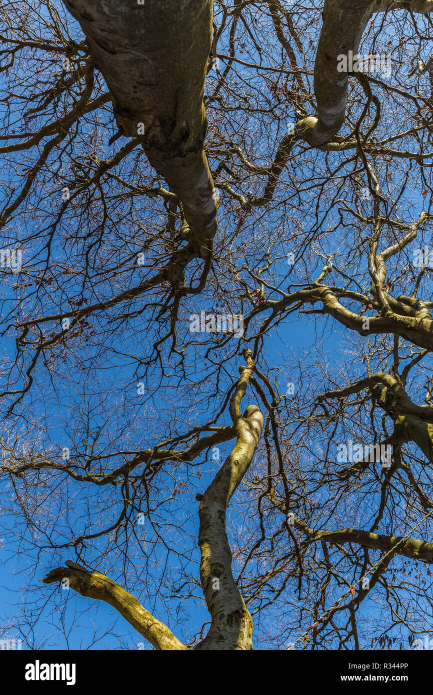 Branches ramified hi-res stock photography and images - Alamy