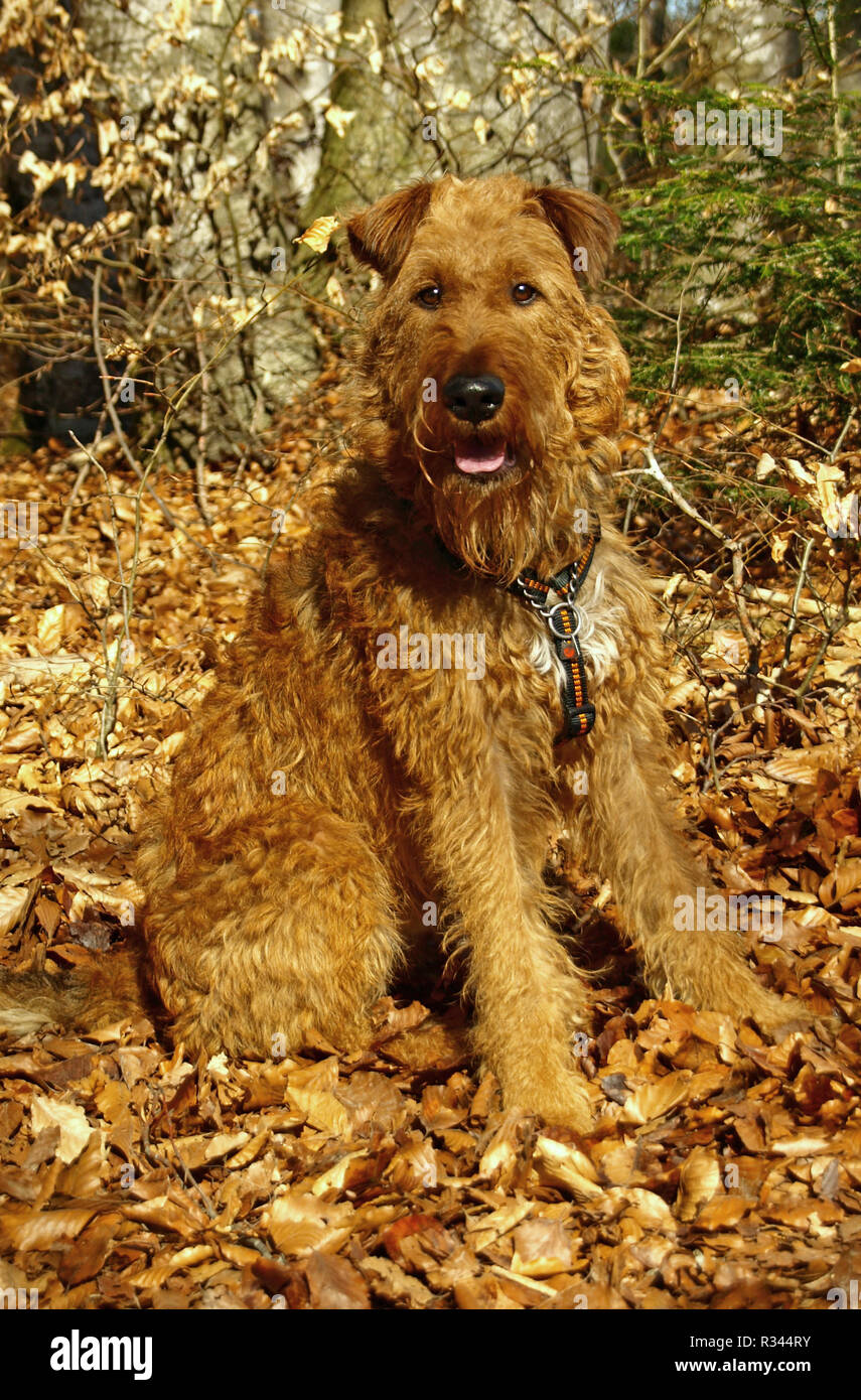 Irish red terrier hi-res stock photography and images - Alamy