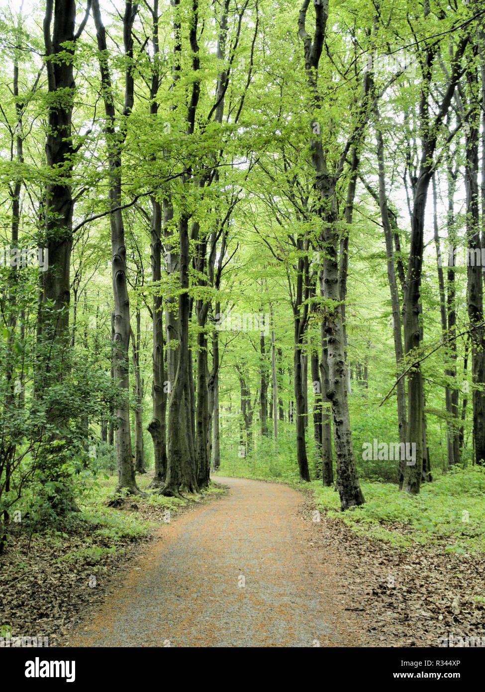 a forest road in spring Stock Photo - Alamy