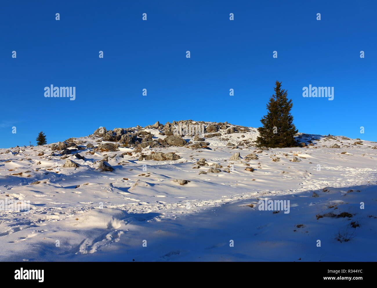 Early humans tree hi-res stock photography and images - Alamy