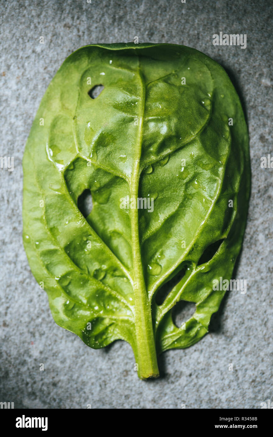 top view of wet natural spinach leaf on grey background Stock Photo - Alamy