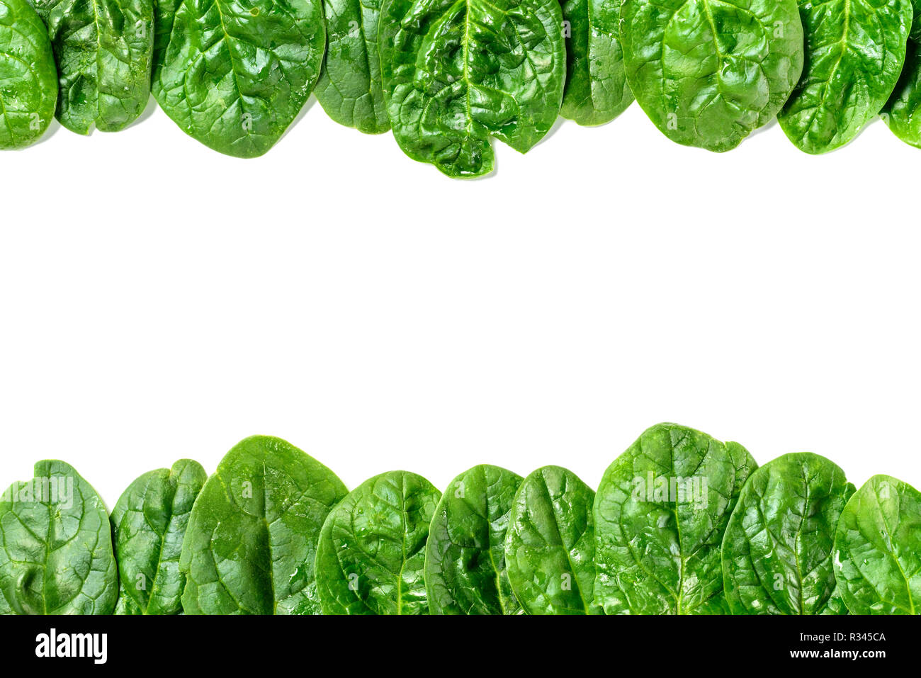Frame of wet organic spinach leaves isolated on white Stock Photo - Alamy