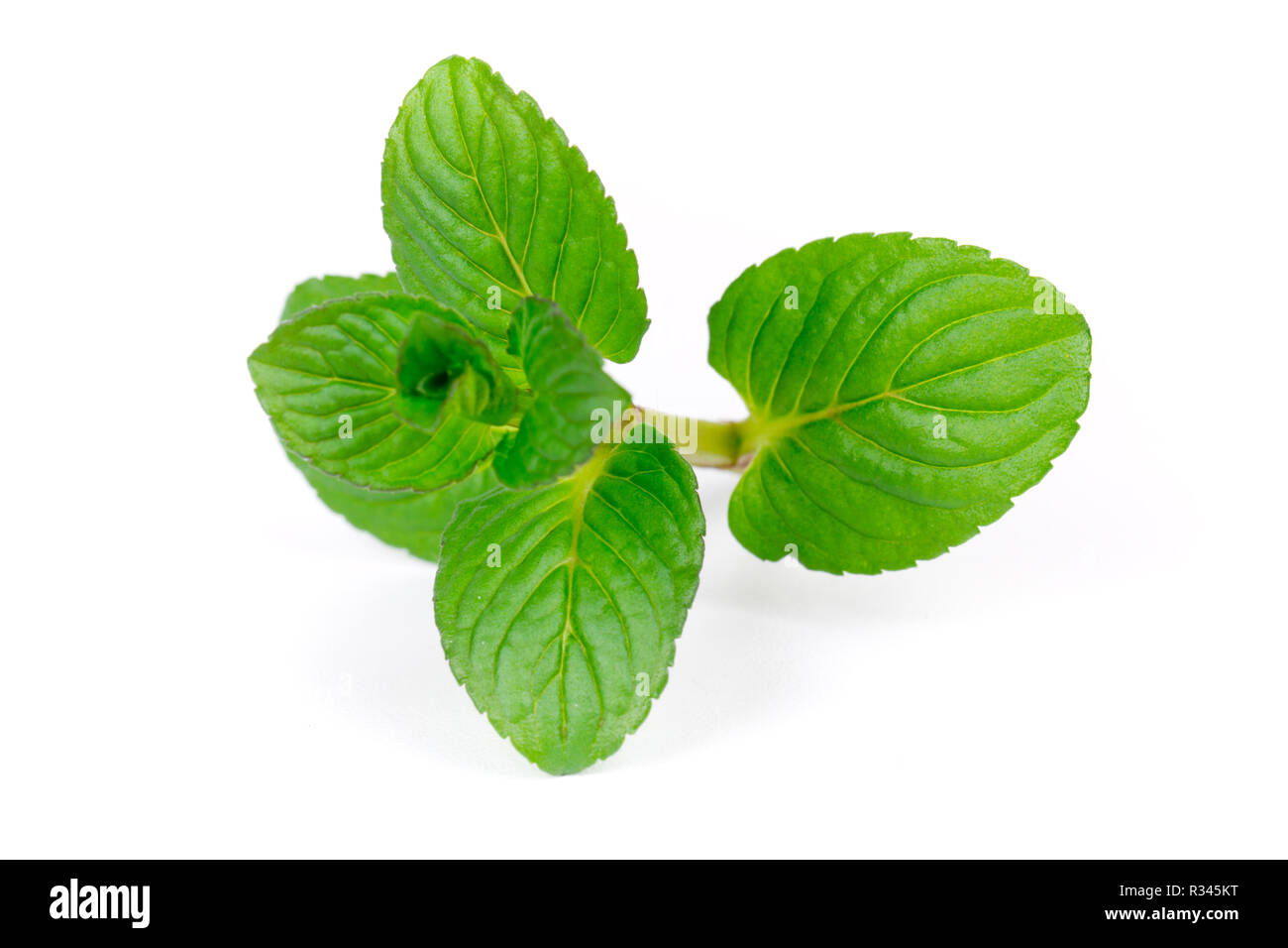 Minza hi-res stock photography and images - Alamy