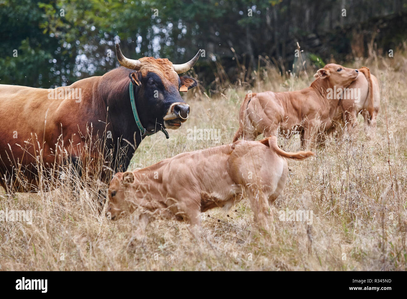 Bull and calves in the countryside. Cattle, livestock. Mammal Stock ...