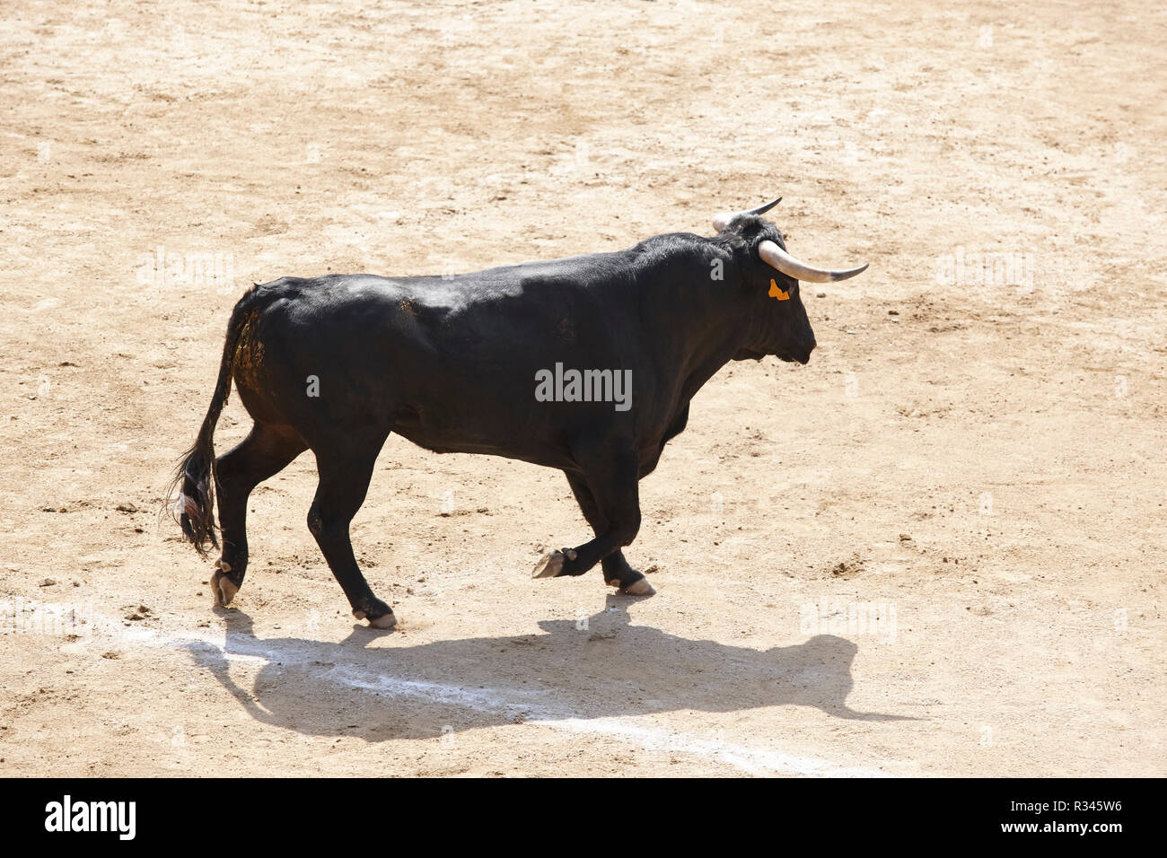 Fighting bull in the arena. Bullring. Toro bravo. Spain. Horizontal ...