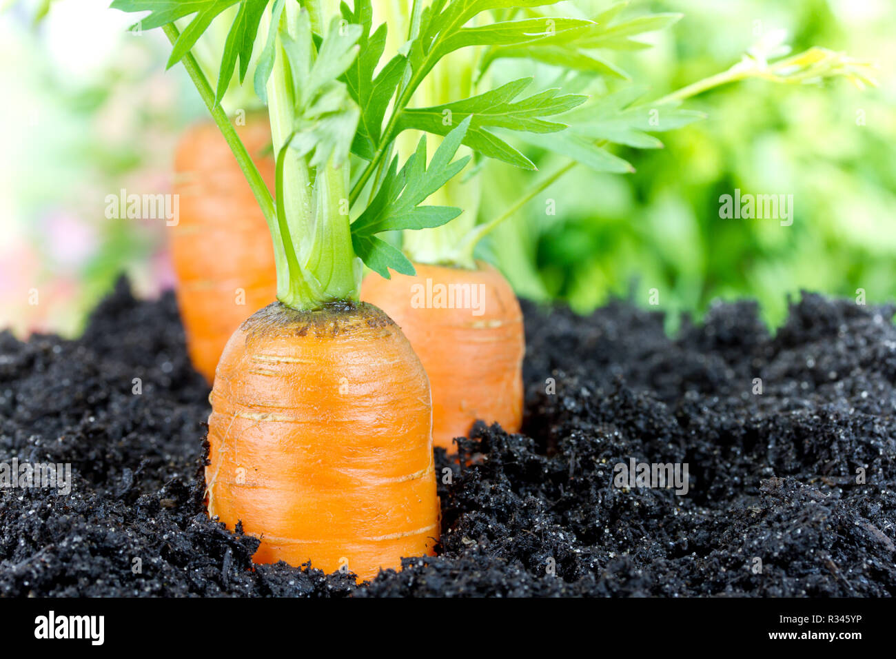 carrots in earth Stock Photo - Alamy