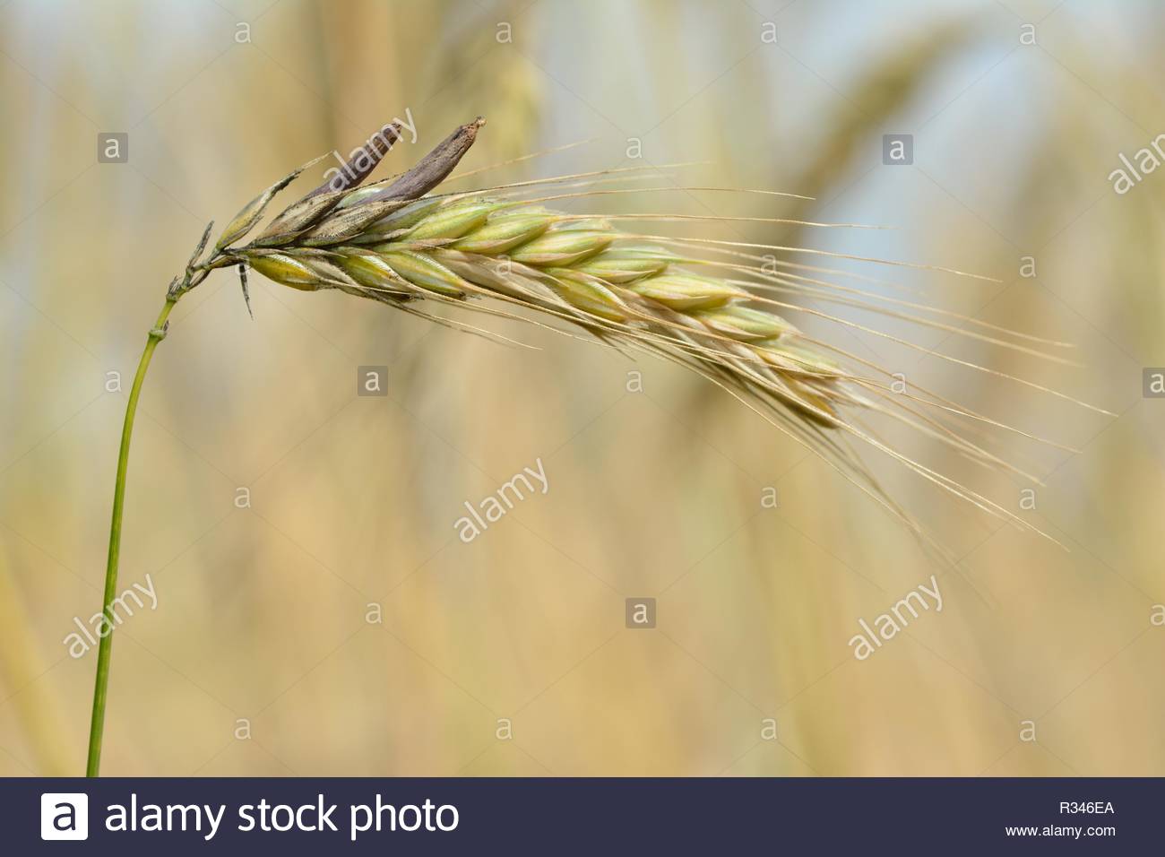Claviceps Purpurea Stock Photos & Claviceps Purpurea Stock Images - Alamy