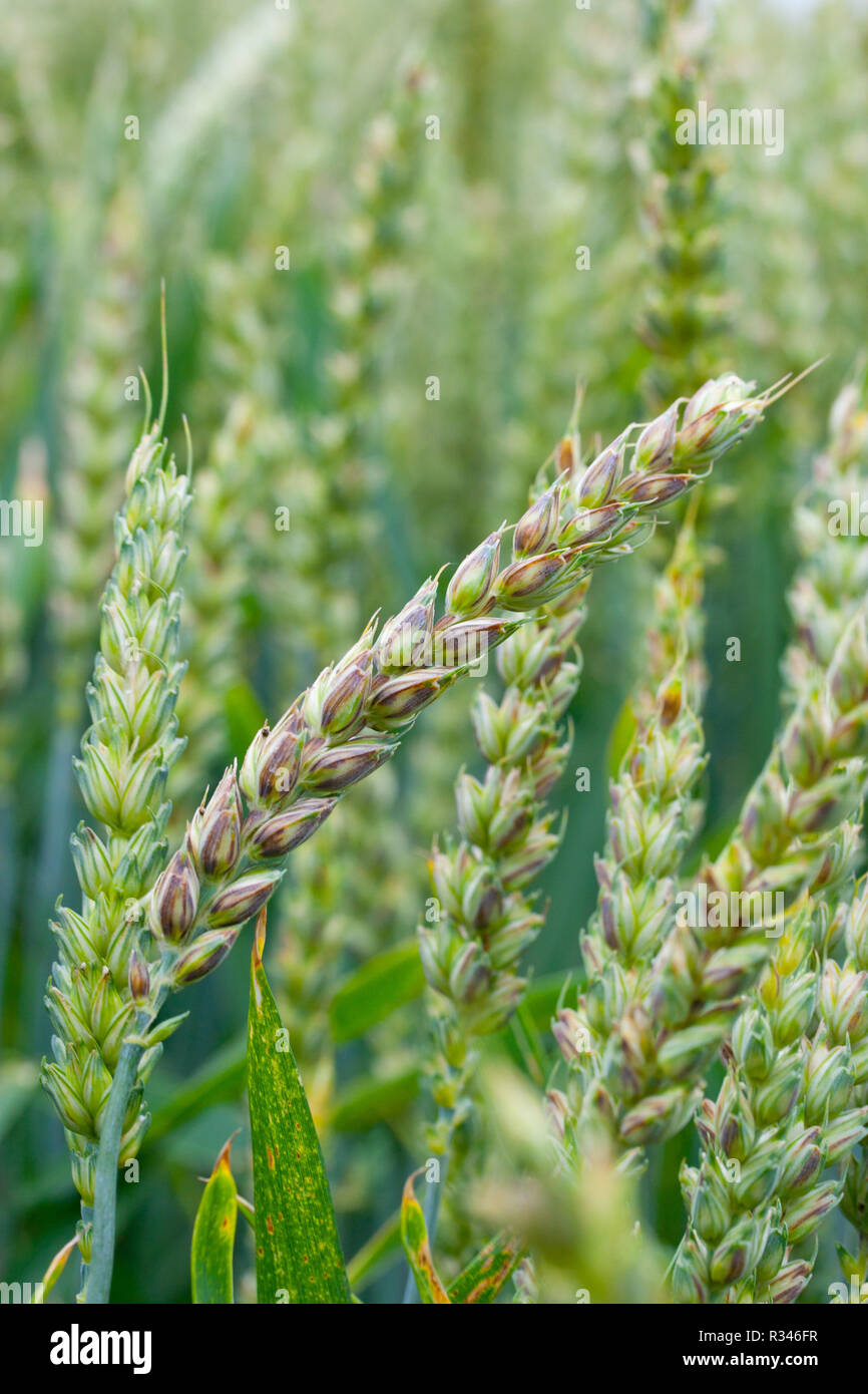 Weizenhalm hi-res stock photography and images - Alamy