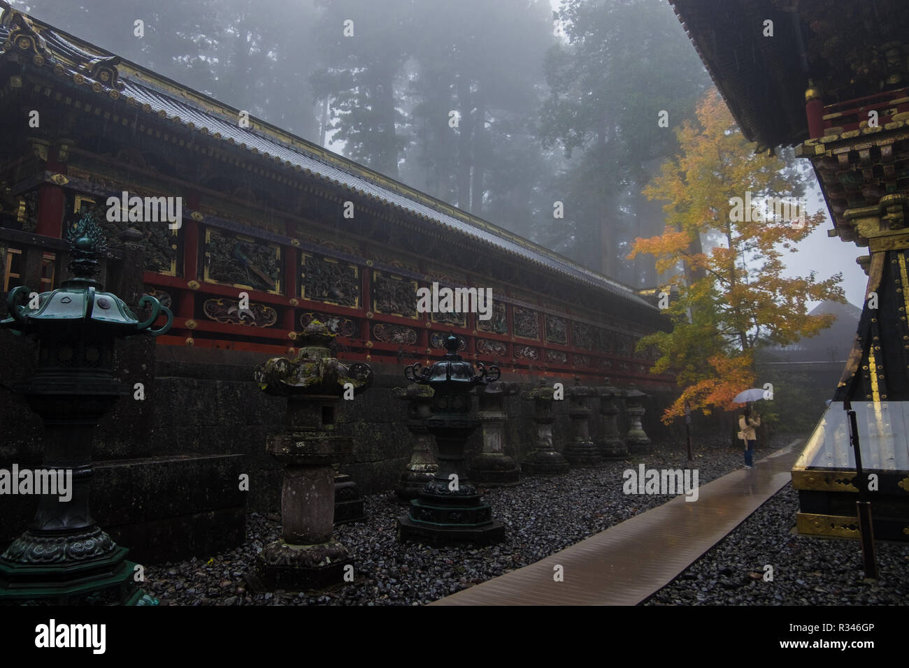 A delicate and beautiful tree in yellow leaf turning in the mist and ...