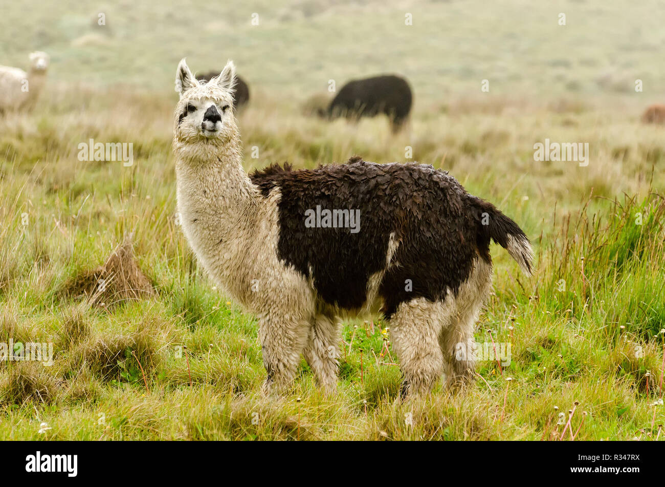 Ecuador Andes Alpaca Stock Photos & Ecuador Andes Alpaca Stock Images ...