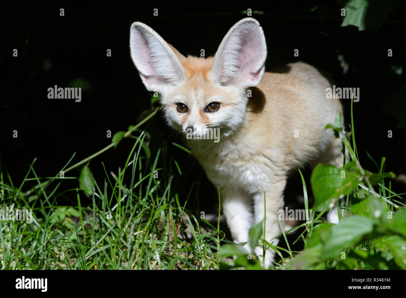 Fennek fennecus zerda hi-res stock photography and images - Alamy