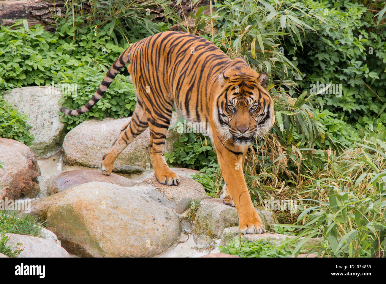 Asian wild cat asiatic hi-res stock photography and images - Alamy
