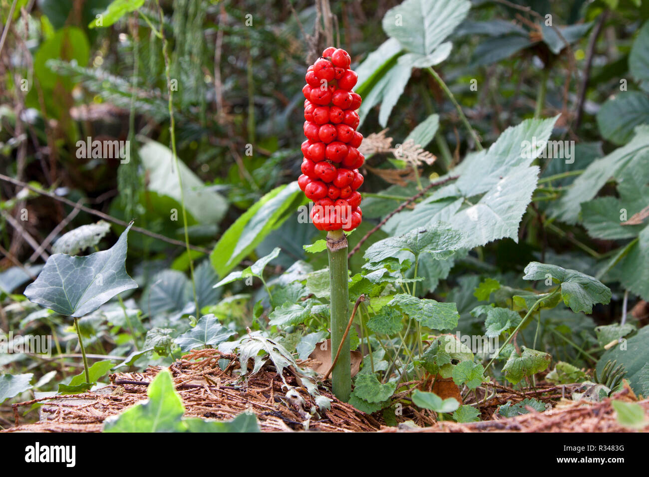 Aronstab plants hi-res stock photography and images - Alamy